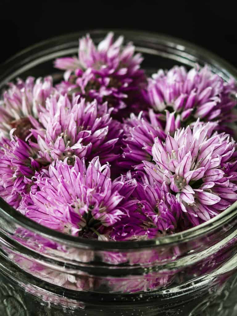 Easy Chive Blossom Vinegar Recipe - Urban Farm and Kitchen