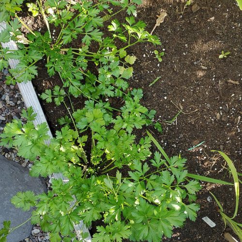 Parsley: Growing, Storing, Substituting, Cooking and Preserving - Urban ...