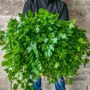 Parsley: Growing, Storing, Substituting, Cooking and Preserving - Urban ...
