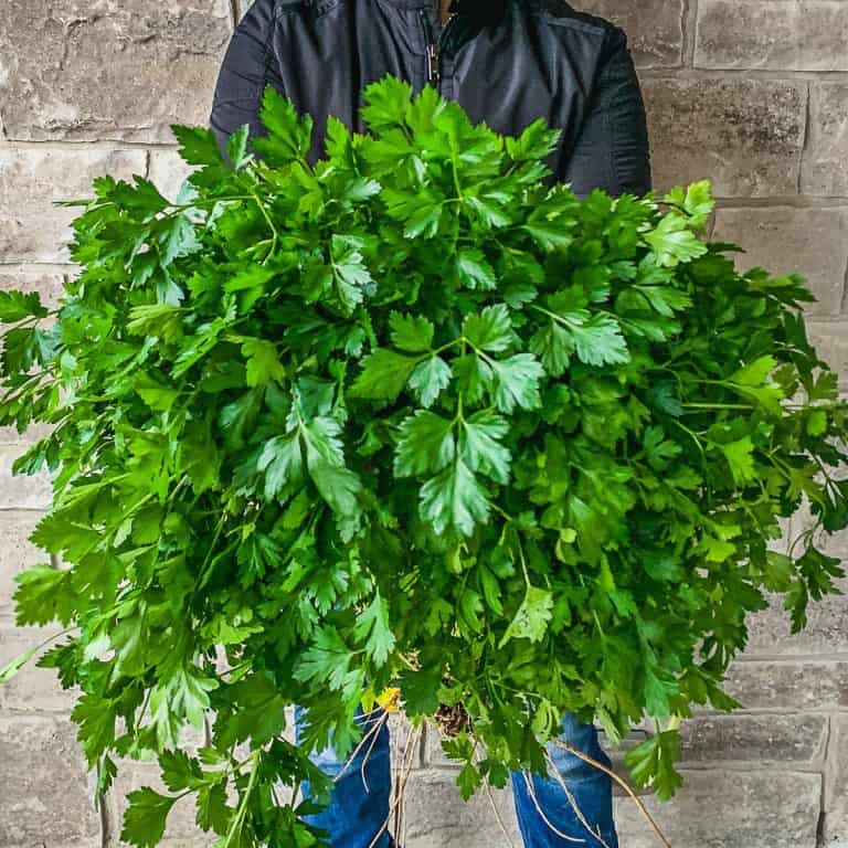 Parsley: Growing, Storing, Substituting, Cooking and Preserving - Urban ...