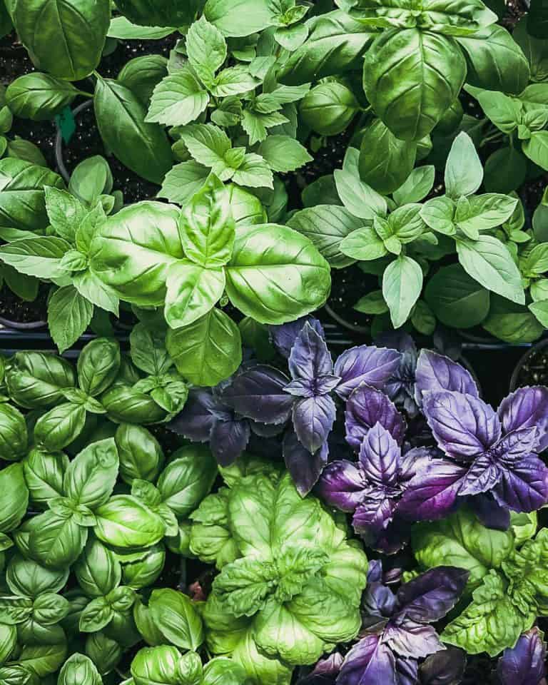 Basil: Growing, cooking and preserving - Urban Farm and Kitchen