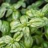Basil: Growing, cooking and preserving - Urban Farm and Kitchen