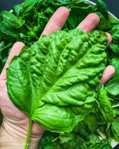 Basil: Growing, cooking and preserving - Urban Farm and Kitchen