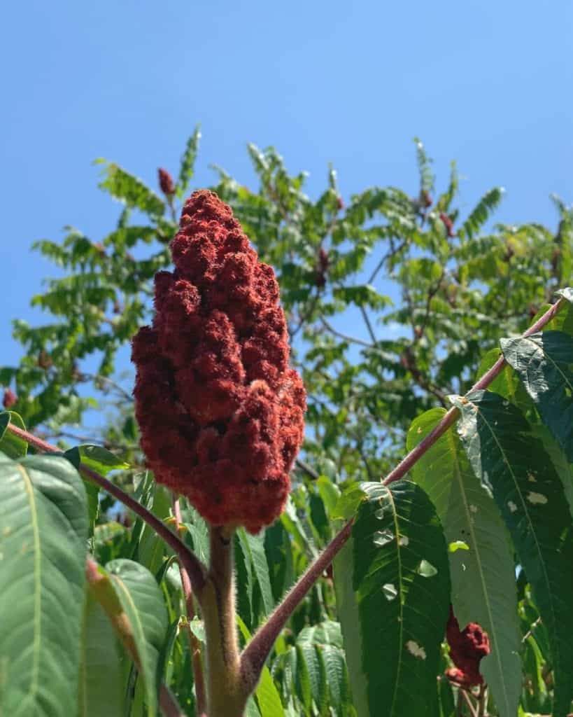 What is Sumac? Recipes and Uses - Urban Farm and Kitchen