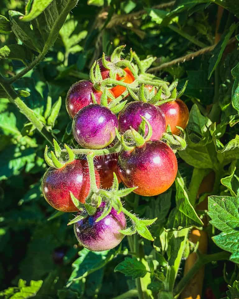 21 Best Tomato Varieties [with Photos] - Urban Farm and Kitchen