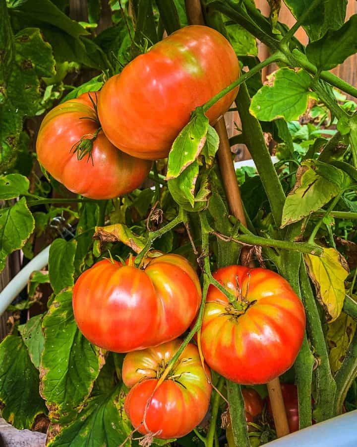 21 Best Tomato Varieties [with Photos] - Urban Farm and Kitchen