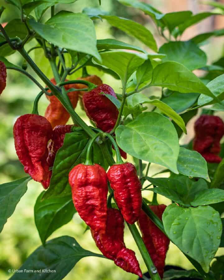 33 Best Types of Pepper Plants to Grow [with photos] - Urban Farm and ...