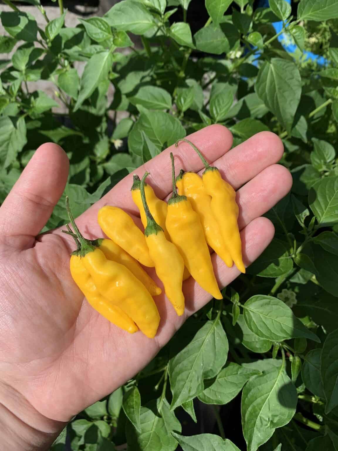 33 Best Types of Pepper Plants to Grow [with photos] - Urban Farm and ...