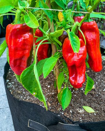 33 Best Types of Pepper Plants to Grow [with photos] - Urban Farm and ...