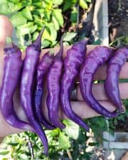 33 Best Types of Pepper Plants to Grow [with photos] - Urban Farm and ...