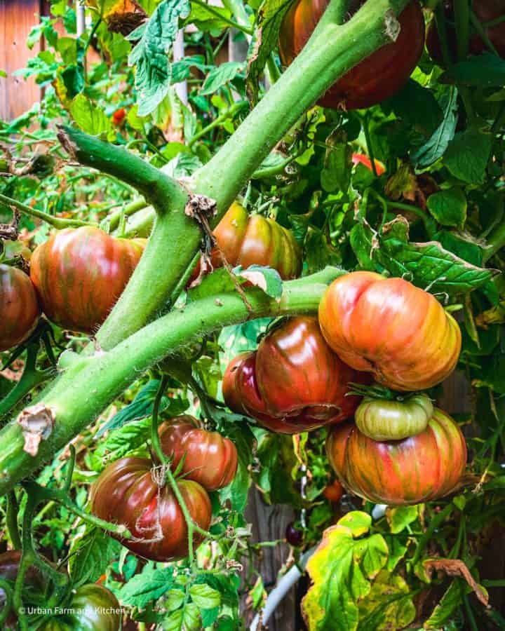 17 Best Tomatoes for Container Gardens - Urban Farm and Kitchen