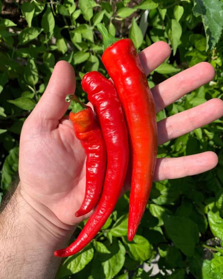 31 Best Types of Pepper Plants to Grow - Urban Farm and Kitchen