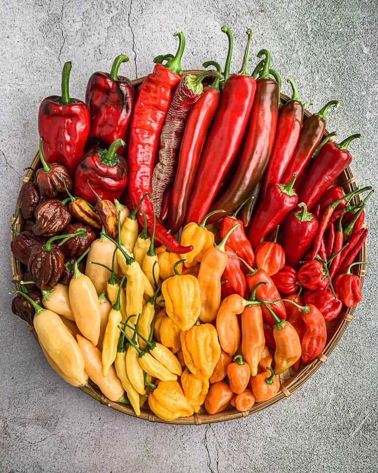 33 Best Types of Pepper Plants to Grow [with photos] - Urban Farm and ...