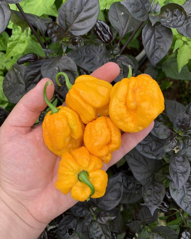 33 Best Types of Pepper Plants to Grow [with photos] - Urban Farm and ...