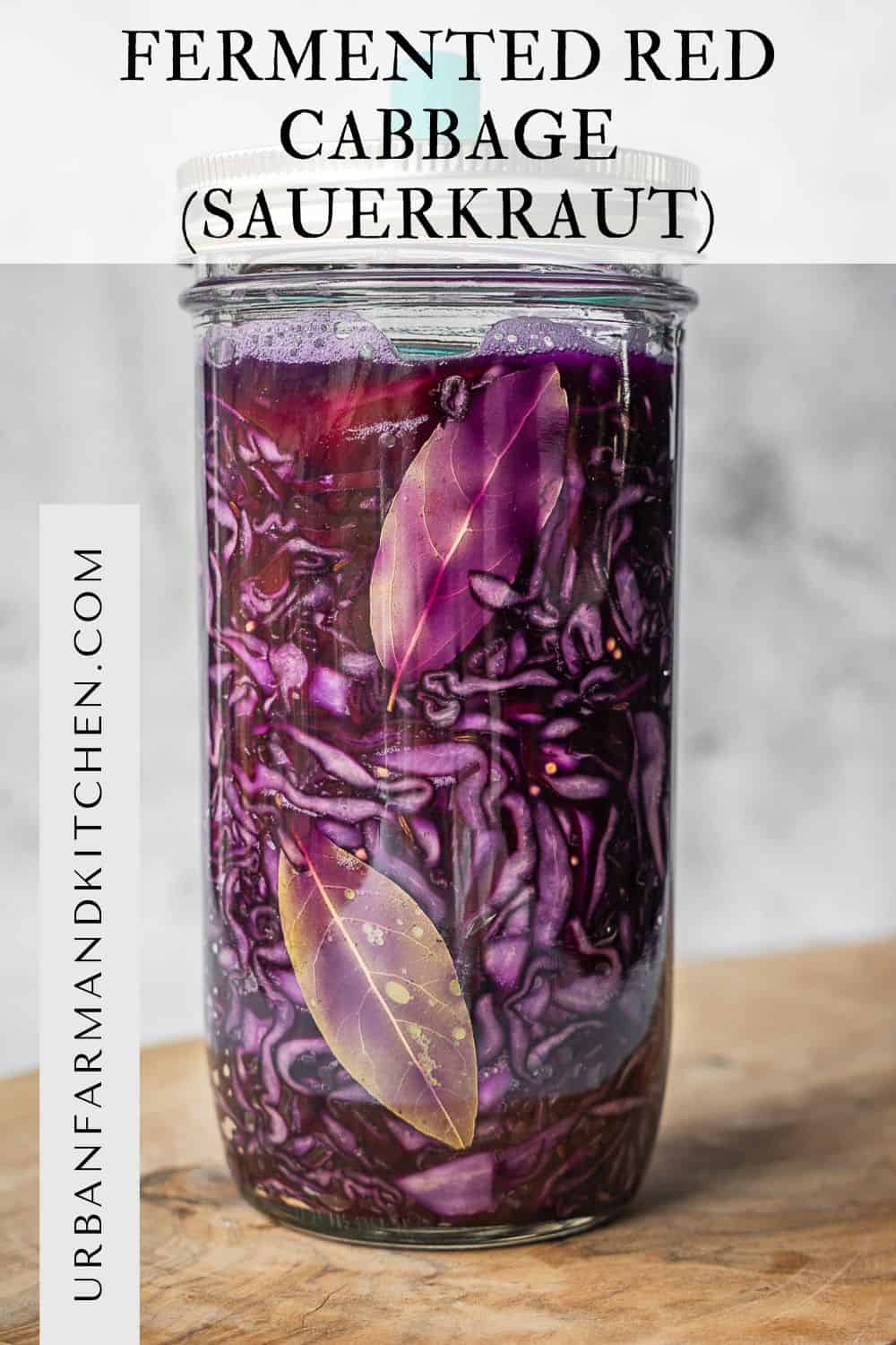 Red Cabbage Sauerkraut (Simple Fermented Cabbage) - Urban Farm and Kitchen