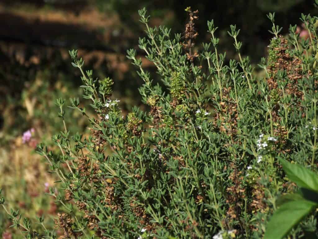 Thyme: Growing, Storing, Substituting, Cooking and Preserving - Urban ...