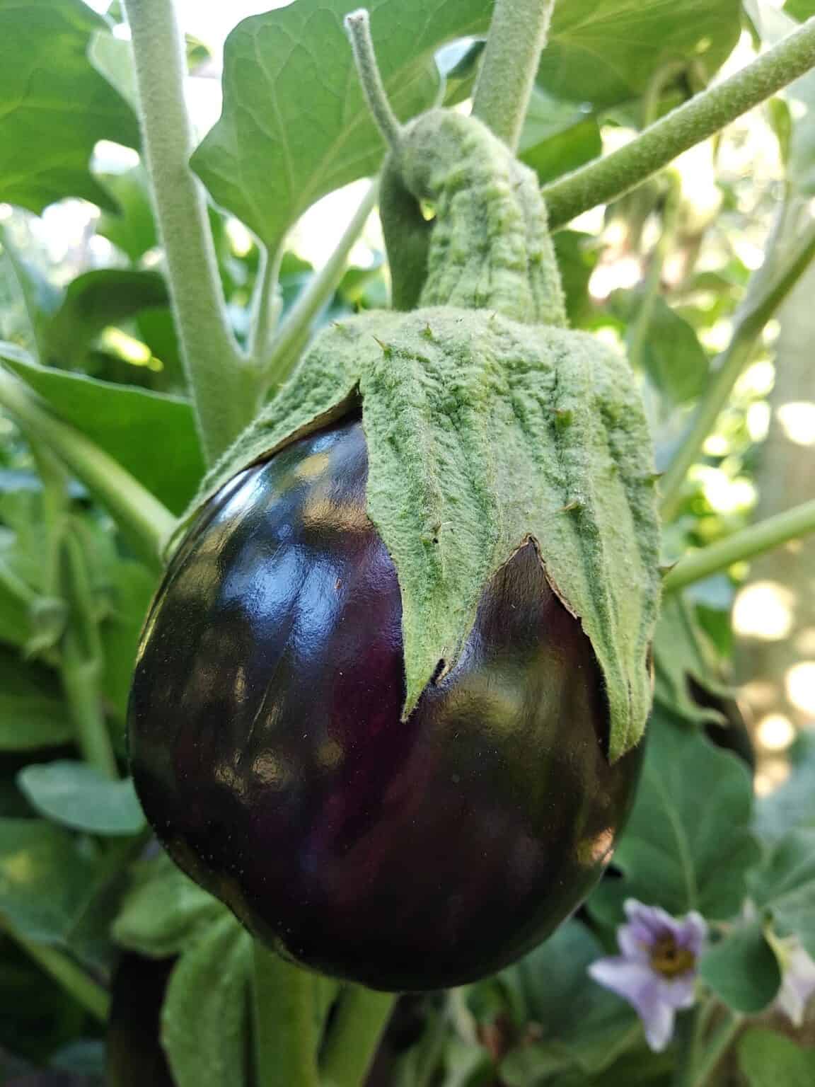 13 Best Eggplant Varieties to Grow [with Recipes & Photos] - Urban Farm ...