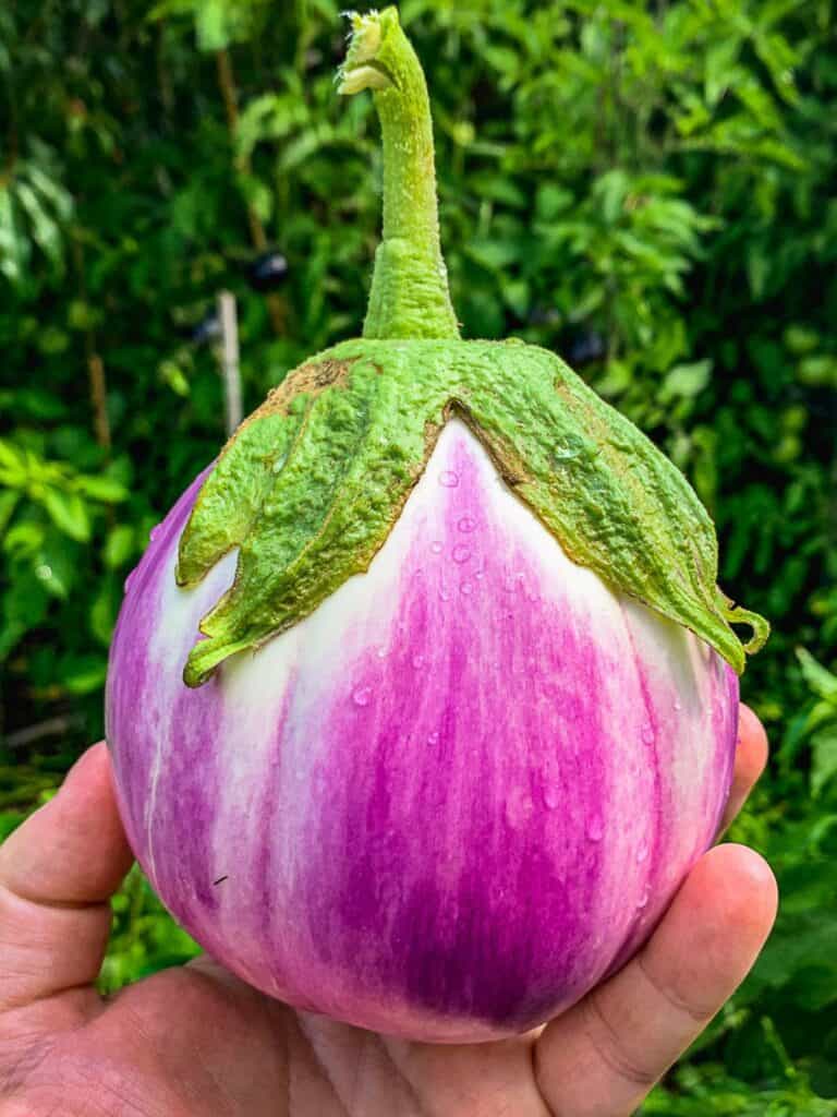 13 Best Eggplant Varieties to Grow [with Recipes & Photos] - Urban Farm ...
