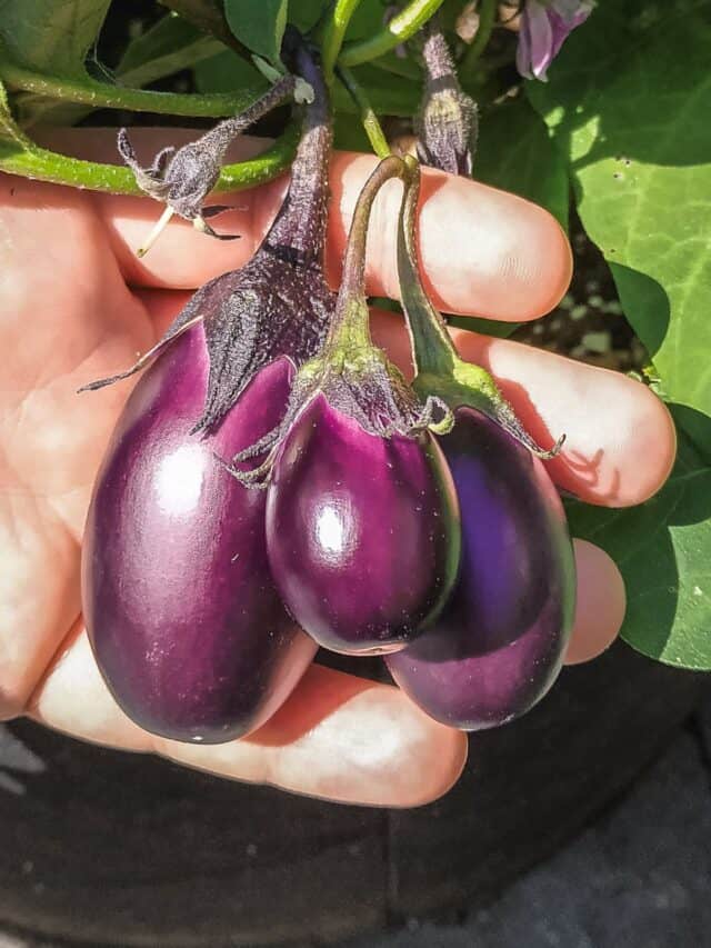 13 Best Eggplant Varieties to Grow [with Recipes & Photos] - Urban Farm ...