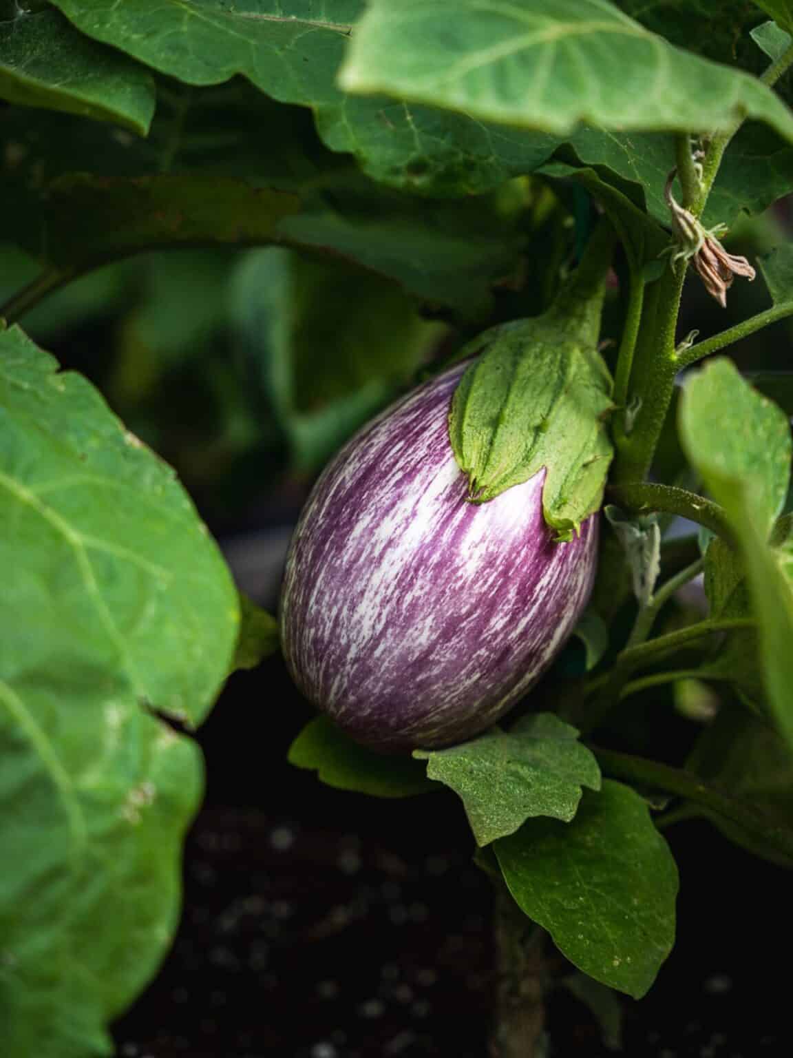 13 Best Eggplant Varieties to Grow [with Recipes & Photos] - Urban Farm ...