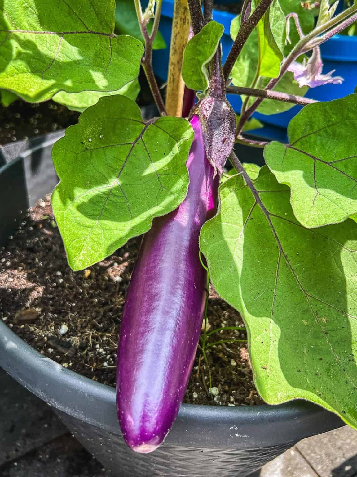 13 Best Eggplant Varieties to Grow [with Recipes & Photos] - Urban Farm ...