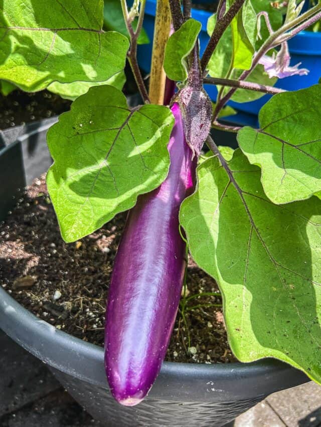 13 Best Eggplant Varieties to Grow [with Recipes & Photos] - Urban Farm ...