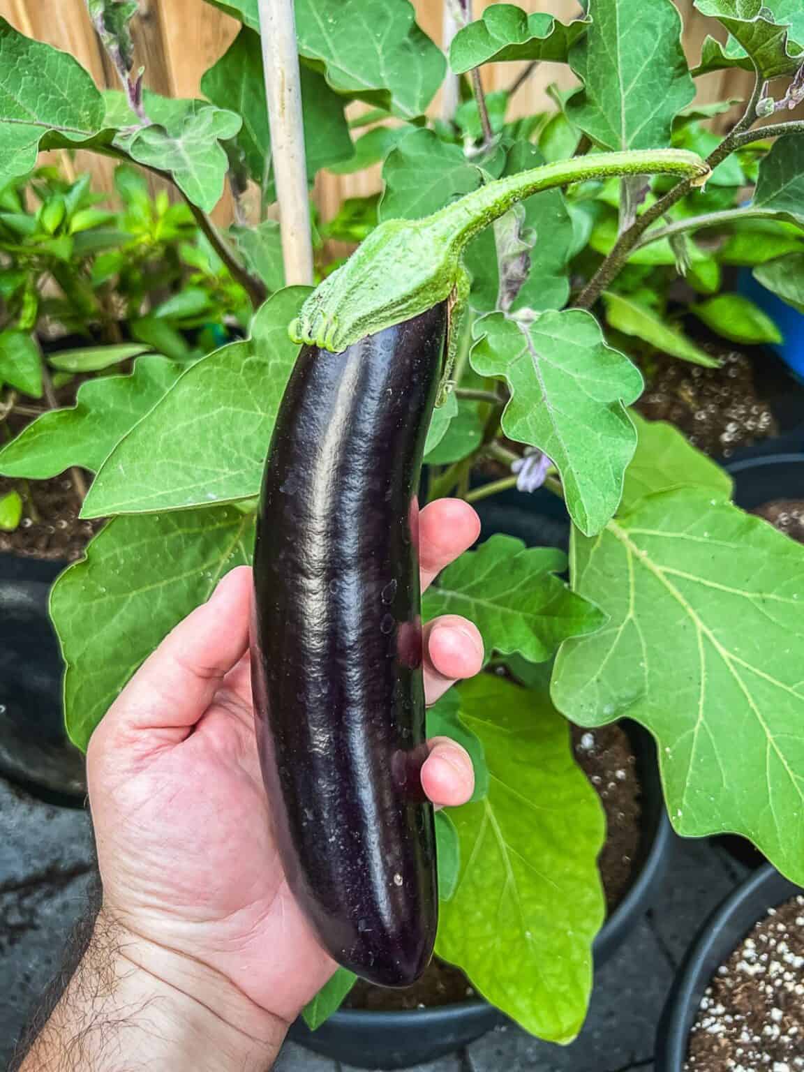 13 Best Eggplant Varieties to Grow [with Recipes & Photos] - Urban Farm ...