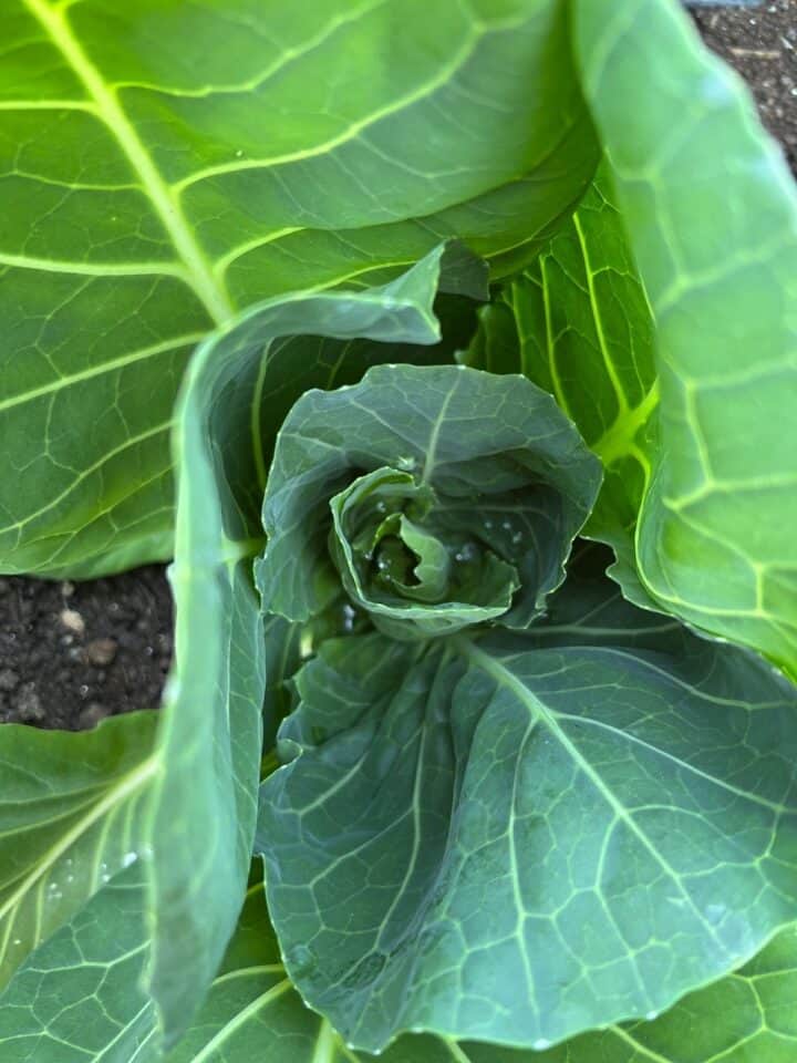 Growing Cabbage: From Seed to Table - Urban Farm and Kitchen