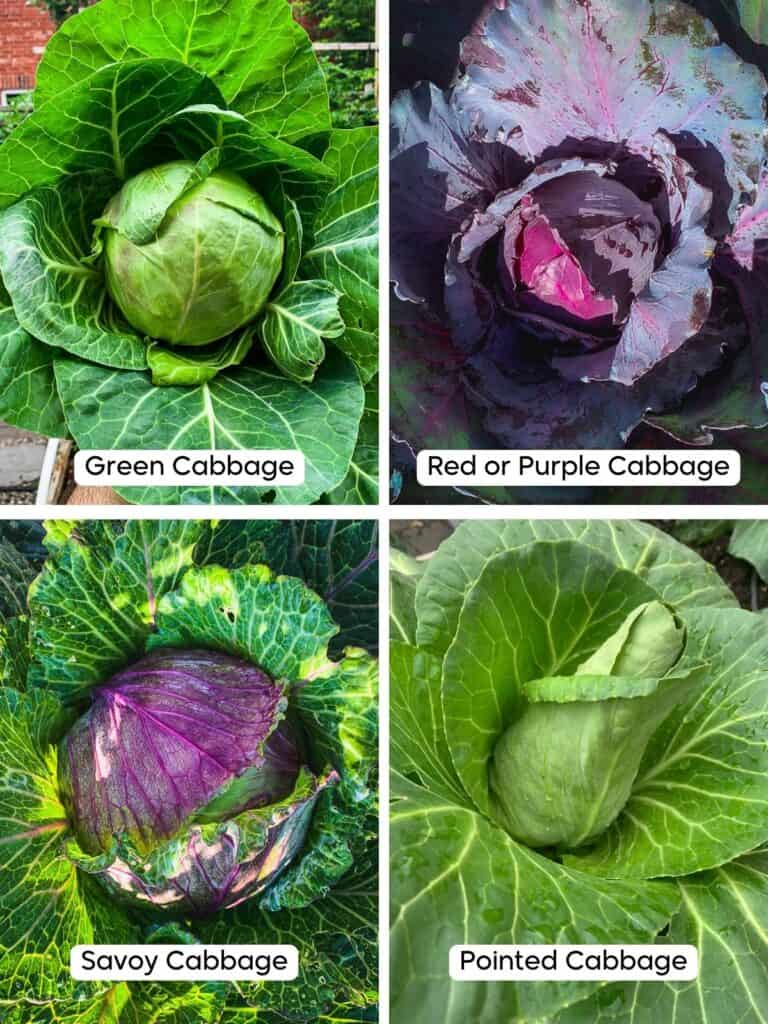 Growing Cabbage: From Seed to Table - Urban Farm and Kitchen